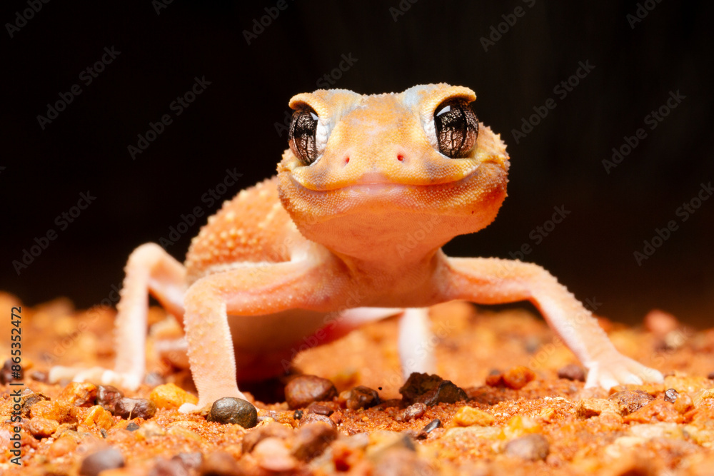 Smooth knob-tailed gecko (Nephrurus levis) in desert at night, portrait ...