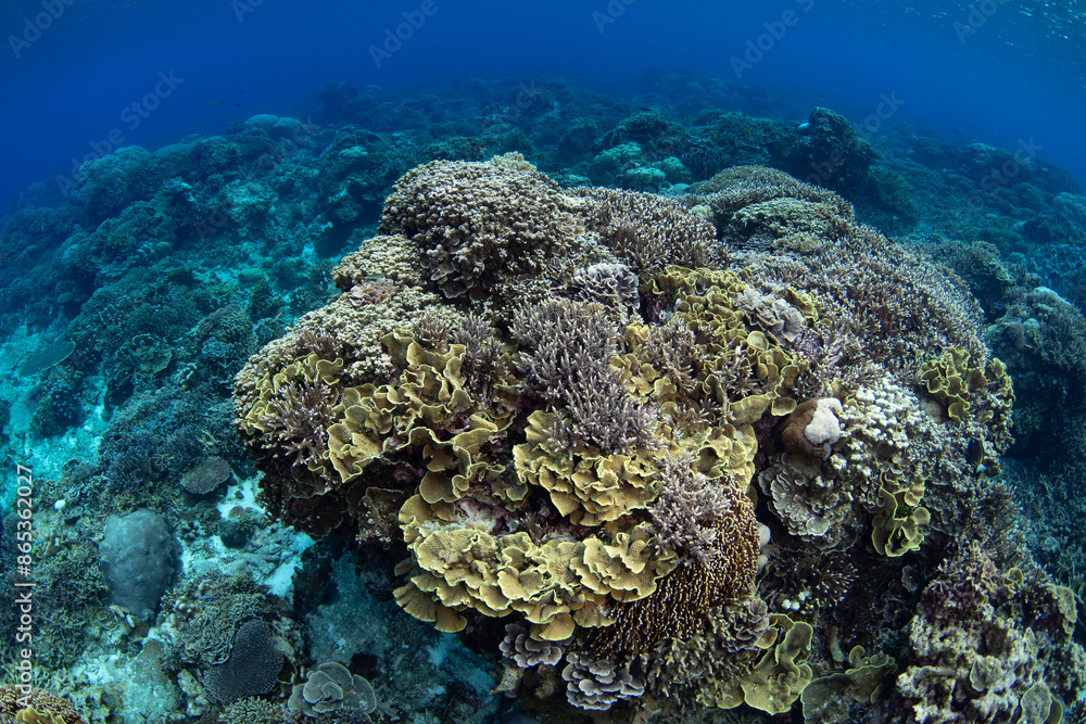 Healthy corals cover a beautiful reef slope on a remote island in the ...