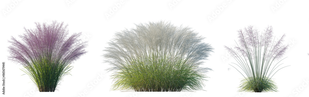 Set of Pink Muhly Grass (Muhlenbergia capillaris, Mule Grass, Pink Hair ...