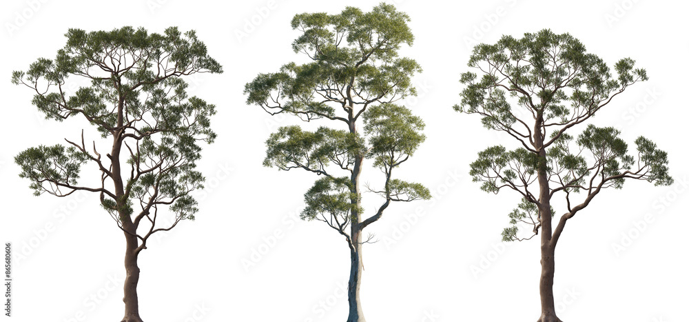 Eucalyptus citriodora and amygdalina (black peppermint) tree frontal ...