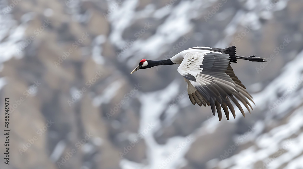 Rare blacknecked crane flying over Himalayas highlighting the unique ...