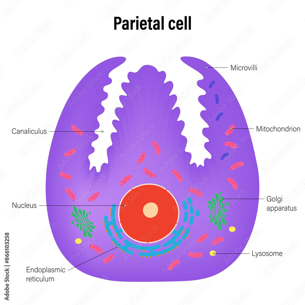The Parietal cell of the stomach wall vector. Types of secretory cells ...