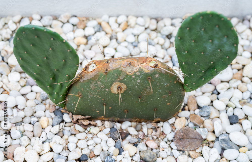 Opuntia cactus having fungus disease attack. Fungal lesions on cacti ...