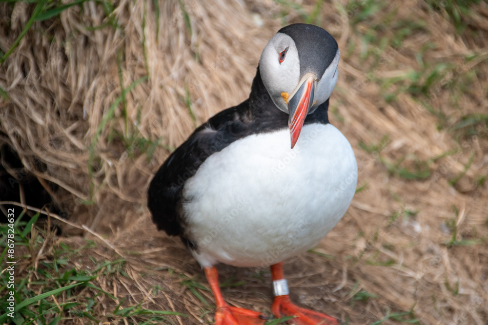 Atlantic Puffins while nesting in Eastern part of Iceland の Stock フォト ...