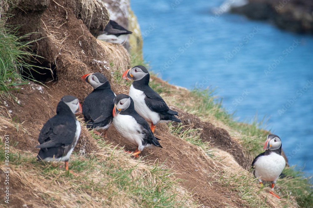 Atlantic Puffins while nesting in Eastern part of Iceland Stock Photo ...