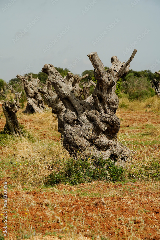 Gli effetti devastanti della Xylella, il batterio che sta uccidendo gli ...