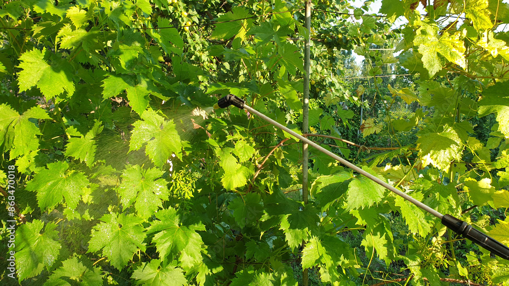 Spraying tree and bush in the garden. Using chemicals in the garden ...