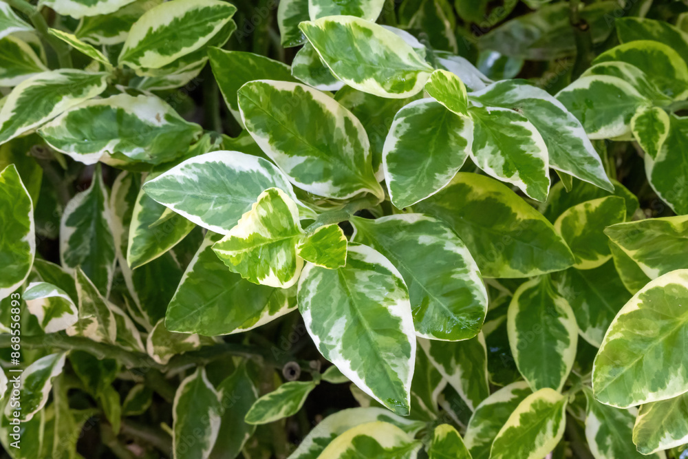 Euphorbia tithymaloides plant leaves background. It is also known as ...