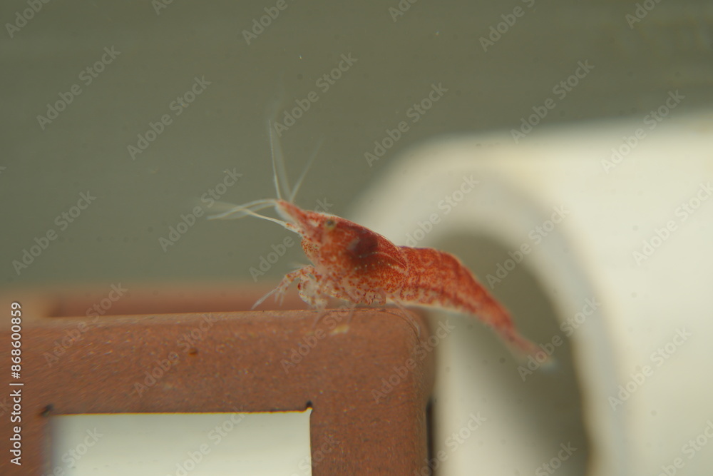 Cherry Shrimp (Neocaridina davidi var. "red") are popular freshwater ...