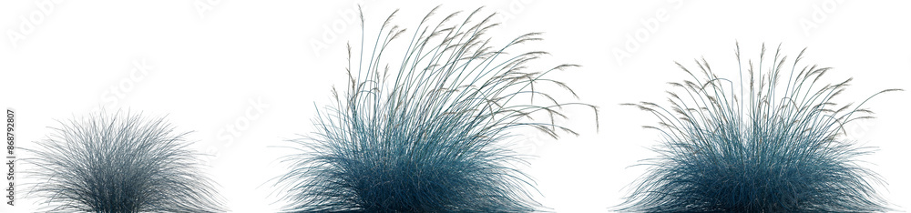 Festuca glauca single grass isolated frontal set of png on a ...