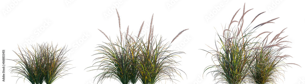 Frontal set of Pennisetum setaceum Rubrum single grass isolated png on ...