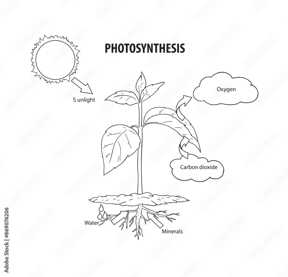 photosynthesis cartoon book coloring Stock Vector | Adobe Stock