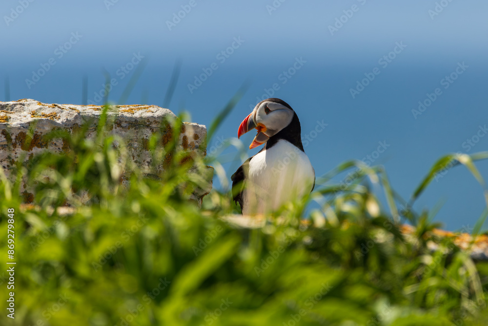 Atlantic puffin standing on cliff ledge in profile with beak open ...