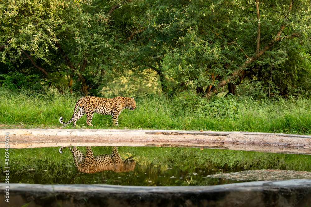 Indian wild male leopard or panther or panthera pardus fusca walking ...