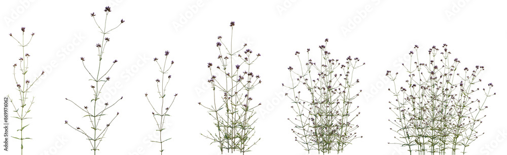 Set of frontal Verbena bonariensis (the purpletop vervain, clustertop ...