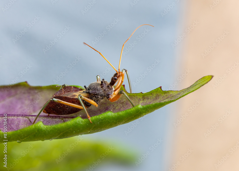 An assassin bug, the gardener's friend because it is a voracious insect ...