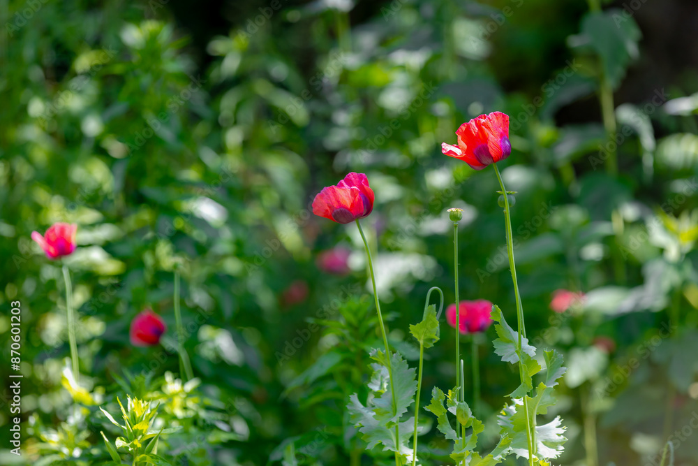 Selective focus of Papaver somniferum in spring, Commonly known as the ...