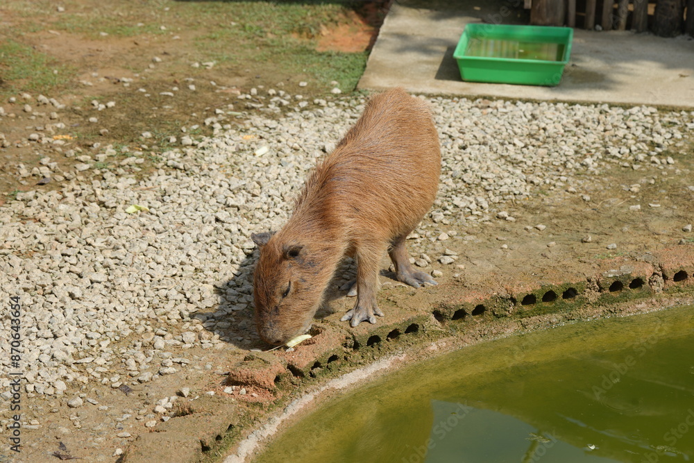 The capybara (Hydrochoerus hydrochaeris) is the largest rodent in the ...