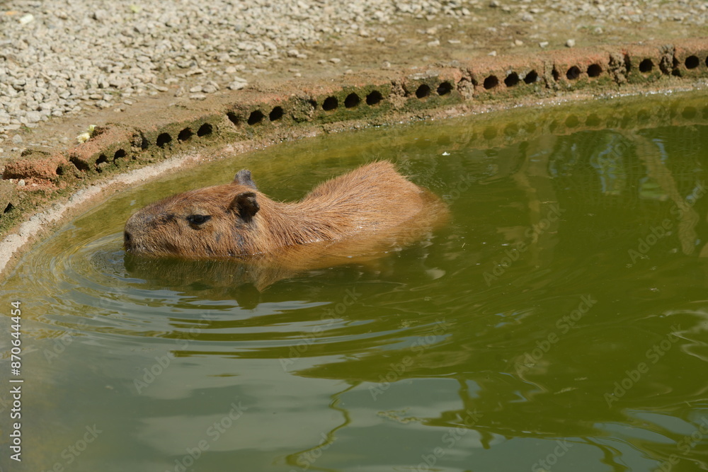 The capybara (Hydrochoerus hydrochaeris) is the largest rodent in the ...