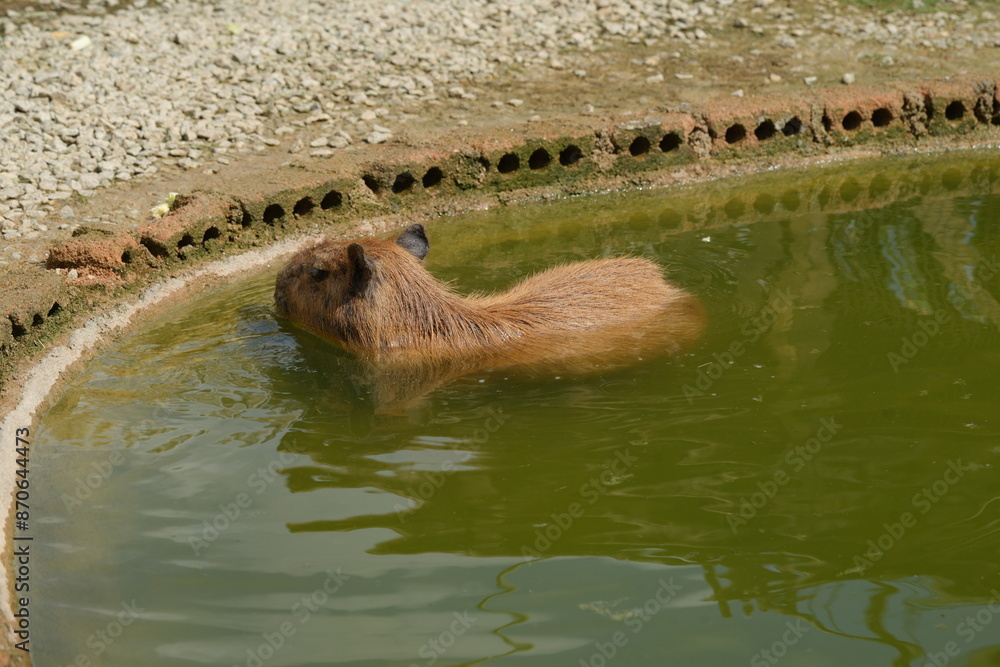 The capybara (Hydrochoerus hydrochaeris) is the largest rodent in the ...