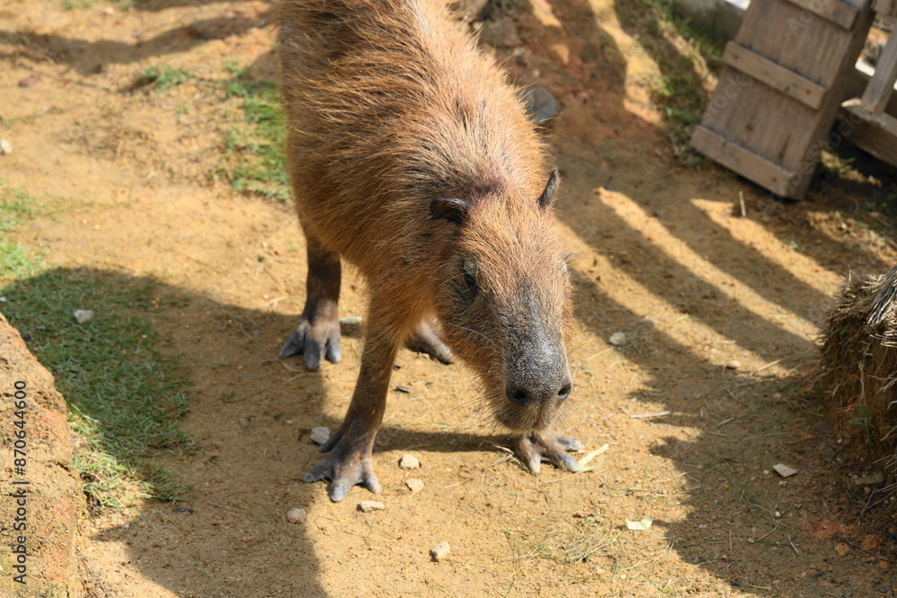 The capybara (Hydrochoerus hydrochaeris) is the largest rodent in the ...