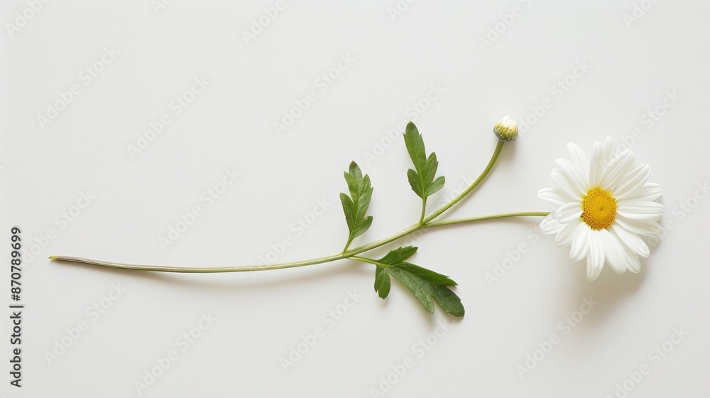 Single white daisy positioned flat with its stem and leaves splayed out ...