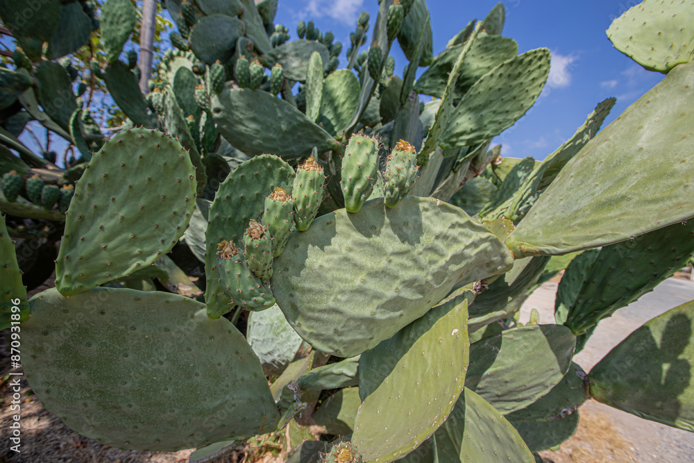 Blue sky, layout of prickly pear cactus with green fruits. Green ...
