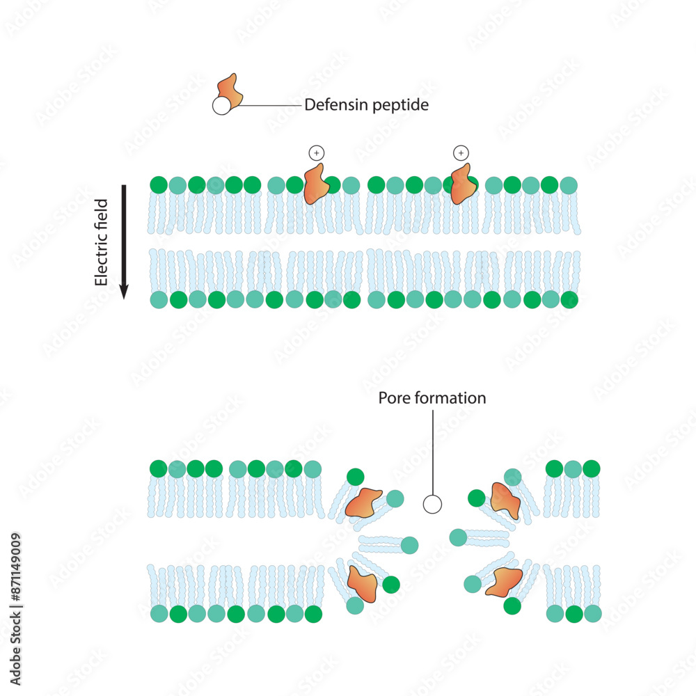 Diagram showing defensine peptide action on bacterial cell membrane - pore formation. Simple ...