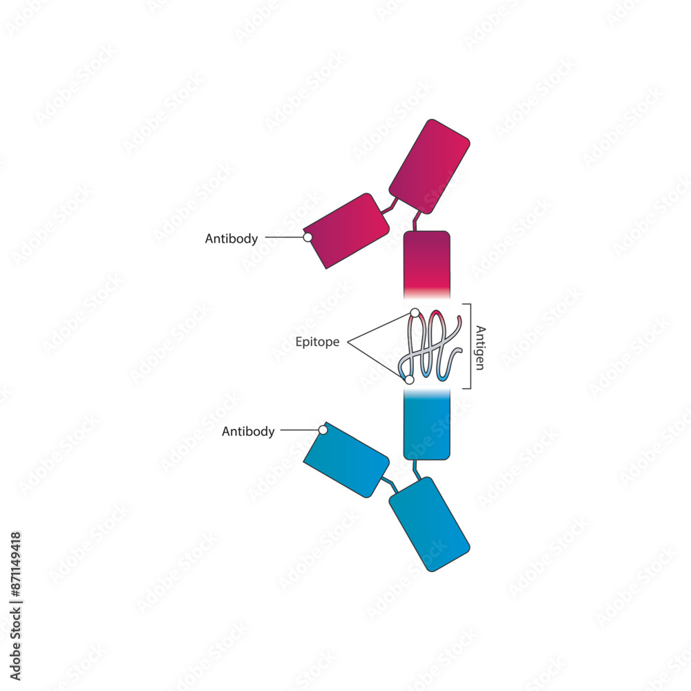 Diagram of antigen, antibody, epotope complex - component of immune ...