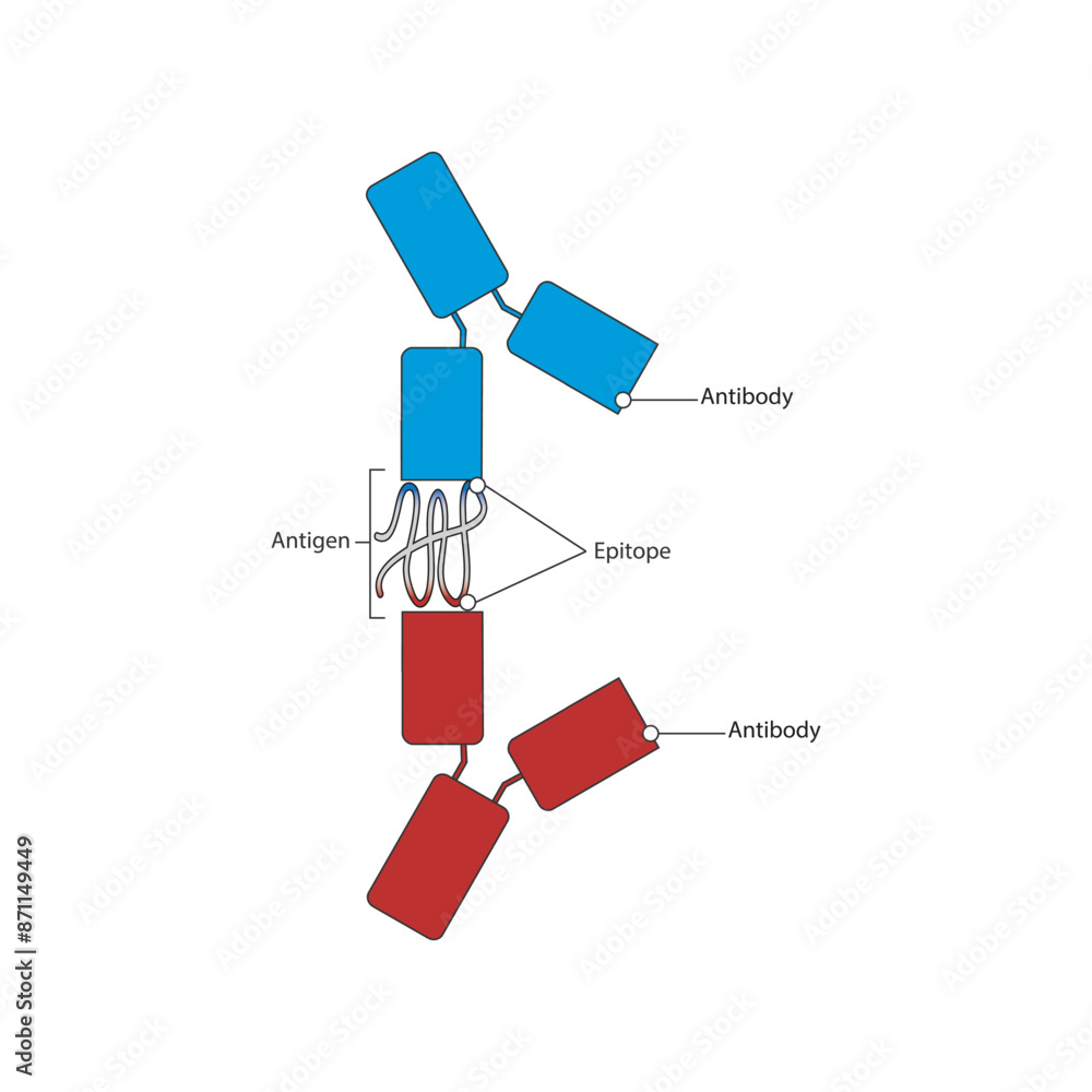 Diagram of antigen, antibody, epotope complex - component of immune ...