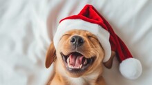 Dog Christmas Card Free Stock Photo - Public Domain Pictures
