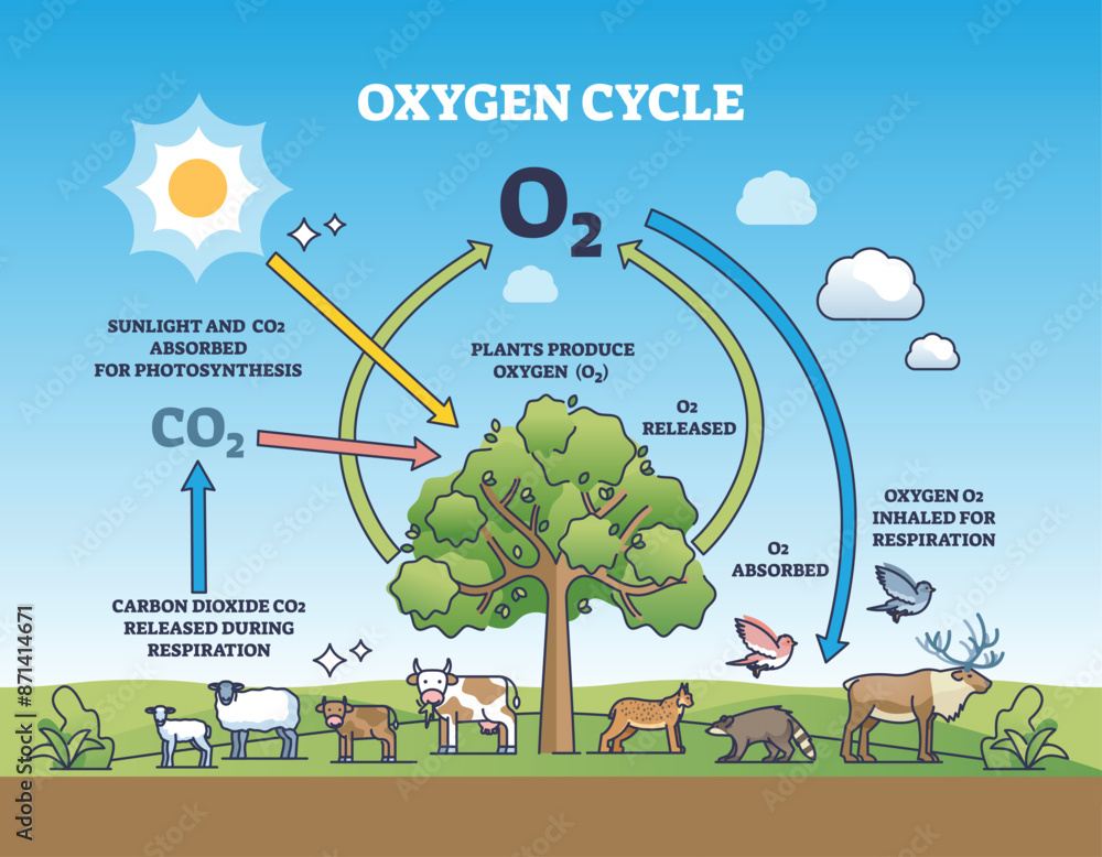 Oxygen cycle with O2 production from plants absorbing carbon dioxide ...