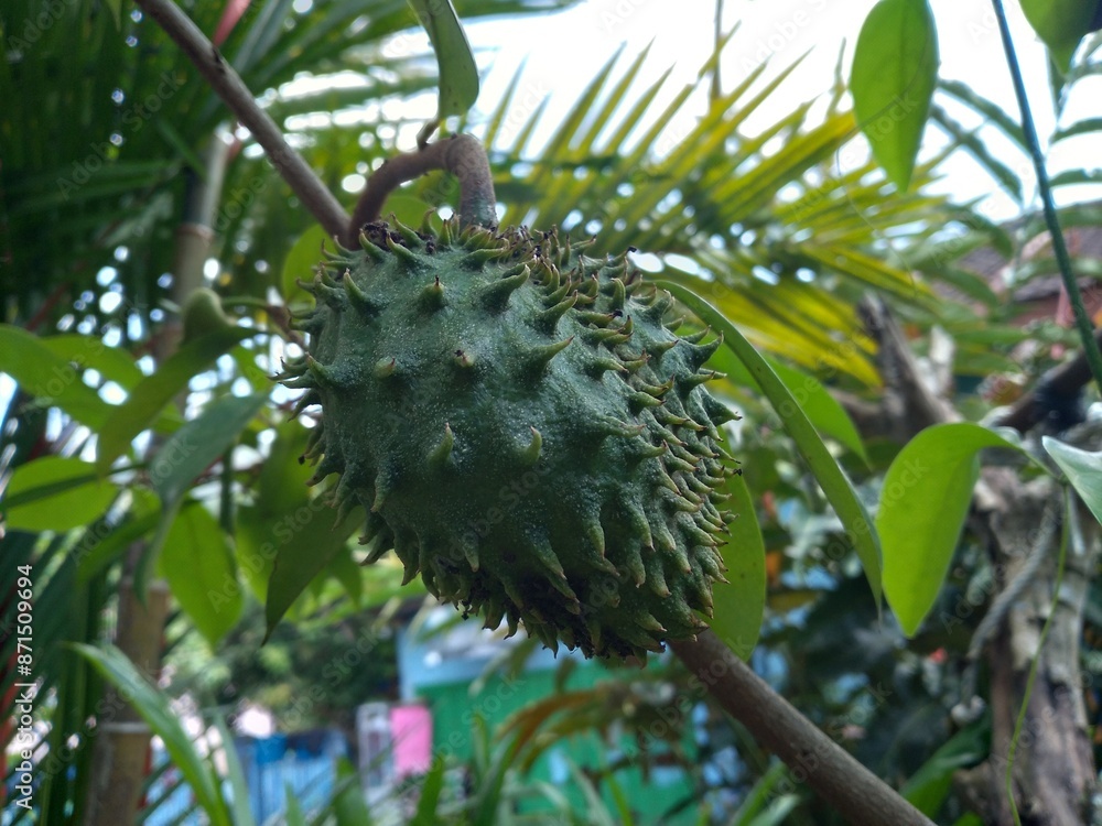 big beautiful fresh green guanabana fruit is singing on a tree branch ...