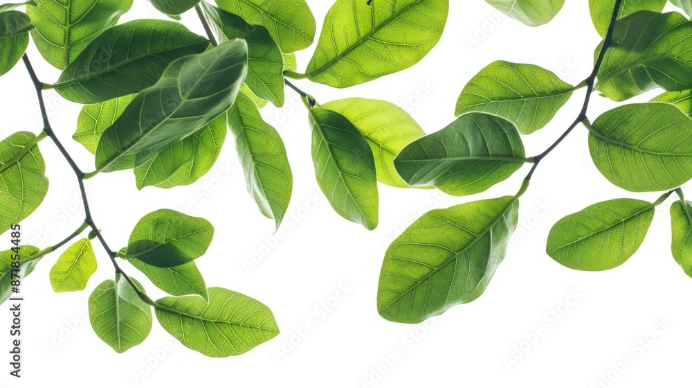 Indian almond leaves with branches on white background for lush green ...