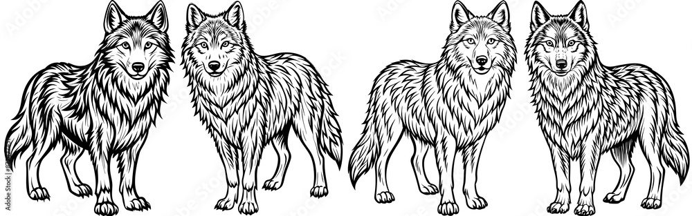 Adorable wolf outline illustration isolated on transparent background ...