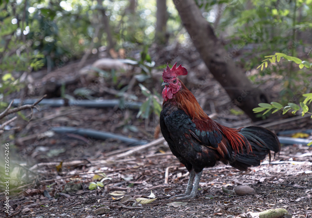 The beautiful rooster is standing among the nature environment. Red ...