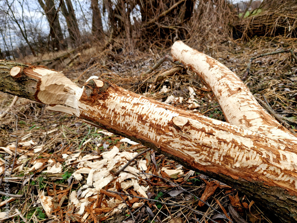 Castor fiber beaver european felling trees by biting gnawing teeth ...