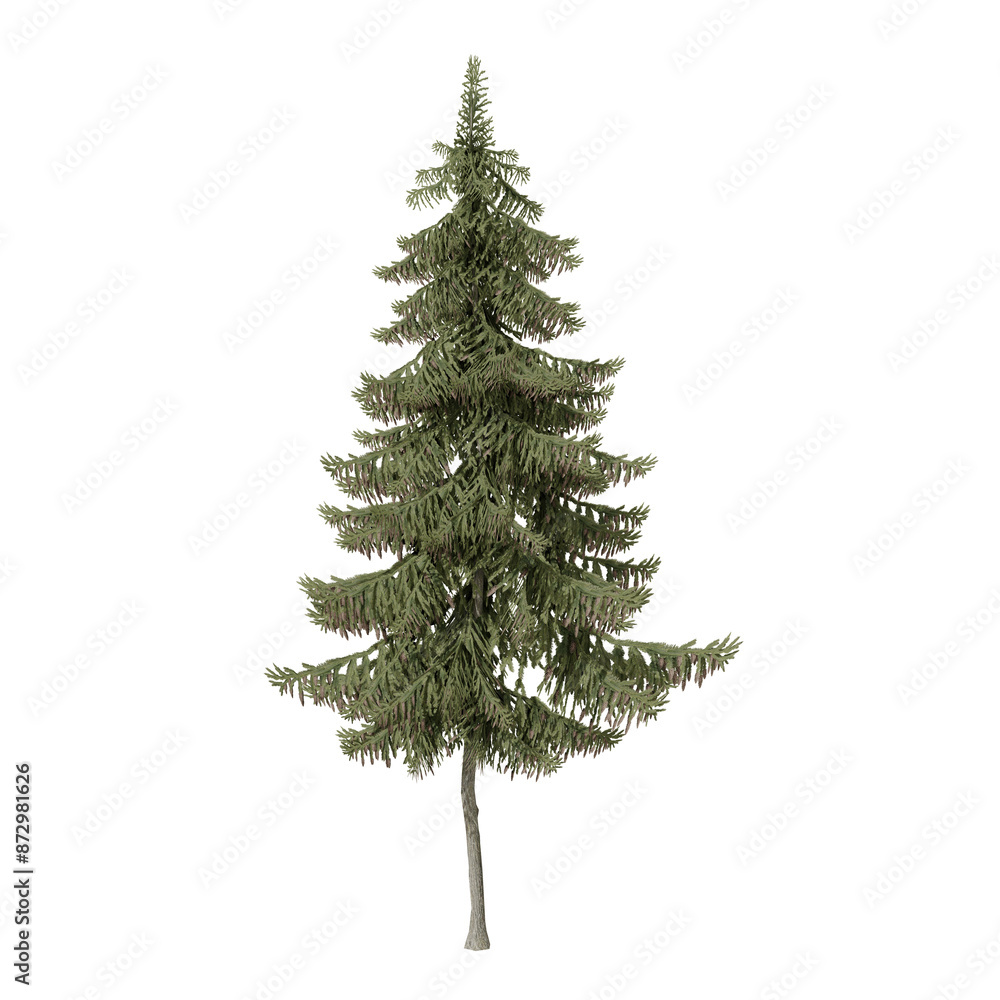 Stock-Illustration „Picea obovata tree in the fall, a spruce native to ...
