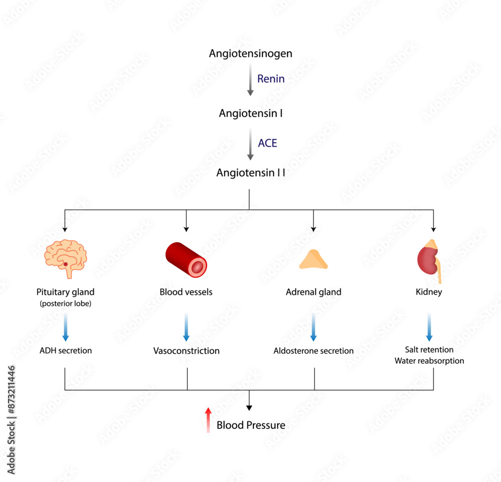 Angiotensin II acts on blood vessels, Adrenal gland and Pituitary gland ...