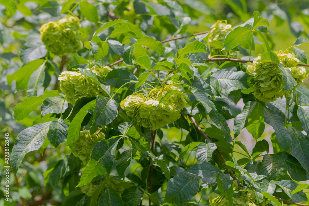 Common hoptree (Ptelea trifoliata) commonly known as wafer ash ...
