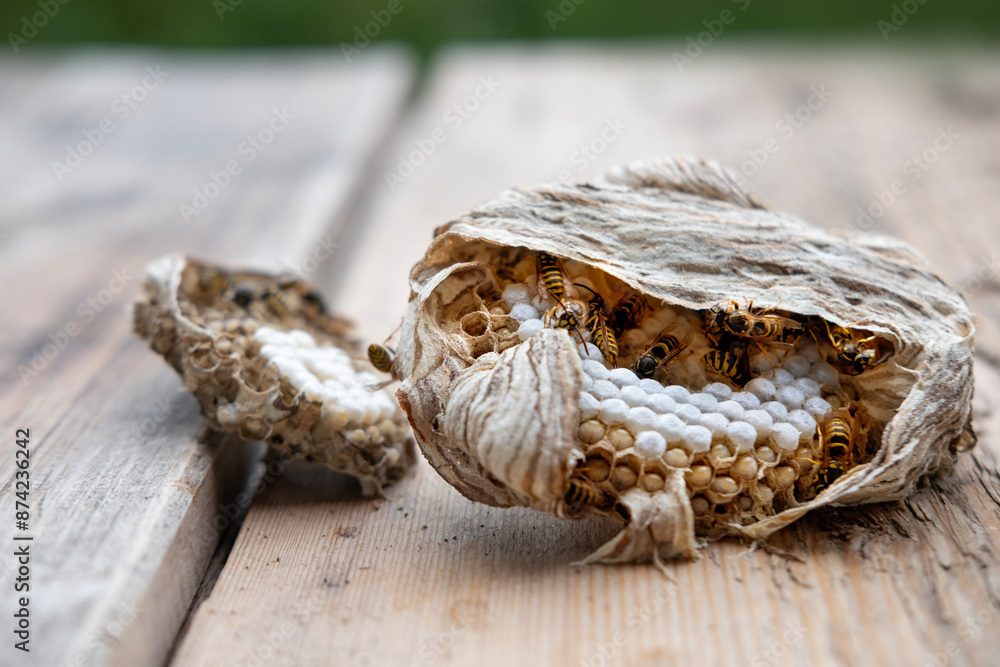 wasp honeycombs, Natural bees nest, insect habitat with larvae, wasp ...