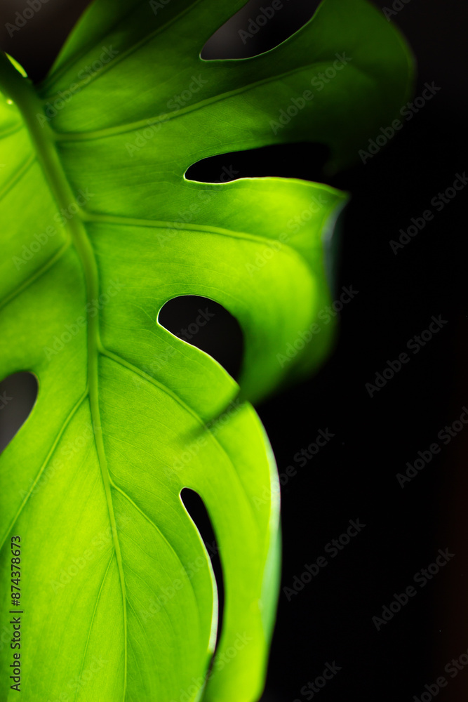 Monstera. The photo features a thriving Monstera deliciosa plant. Its ...
