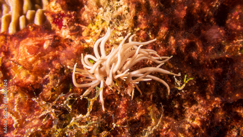 Graceful Yellow-Tipped Phyllodesmium (Phyllodesmium briareum ...