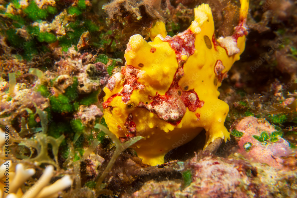 In the coral reefs off Bohol Island, Philippines, the Yellow Warty ...