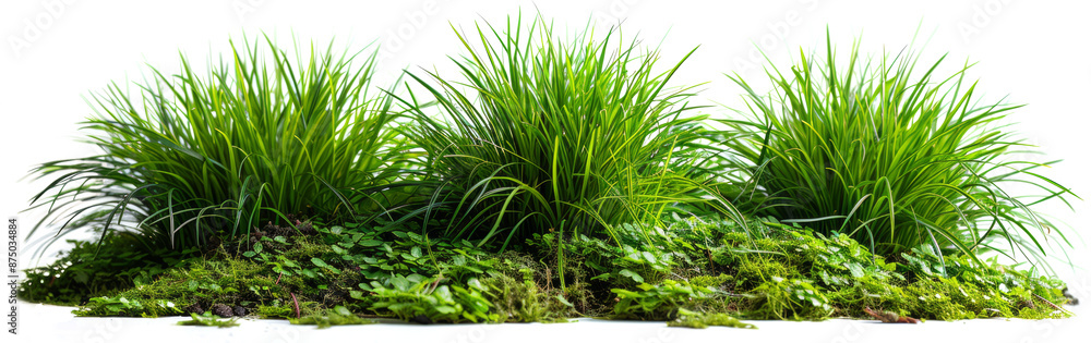 Grass bush cut out, Green grass bush made isolated on transparent ...