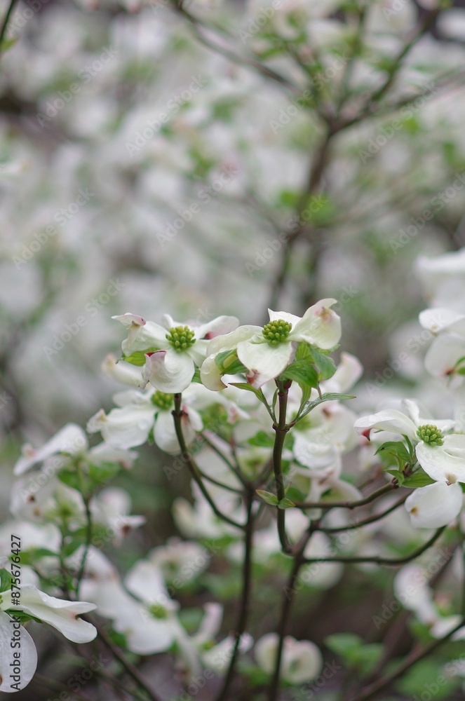 Dogwood (Cornus florida), deciduous tree of the genus Cornus and ...