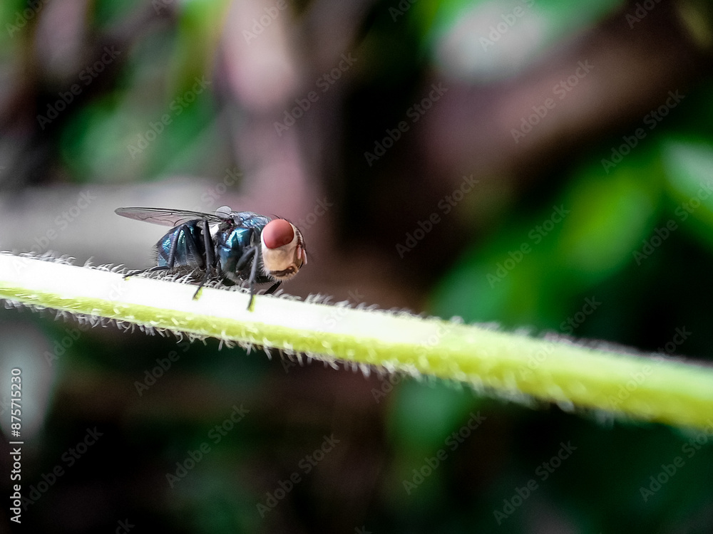 Cochliomyia hominivorax, the New World screw-worm fly, or screw-worm ...