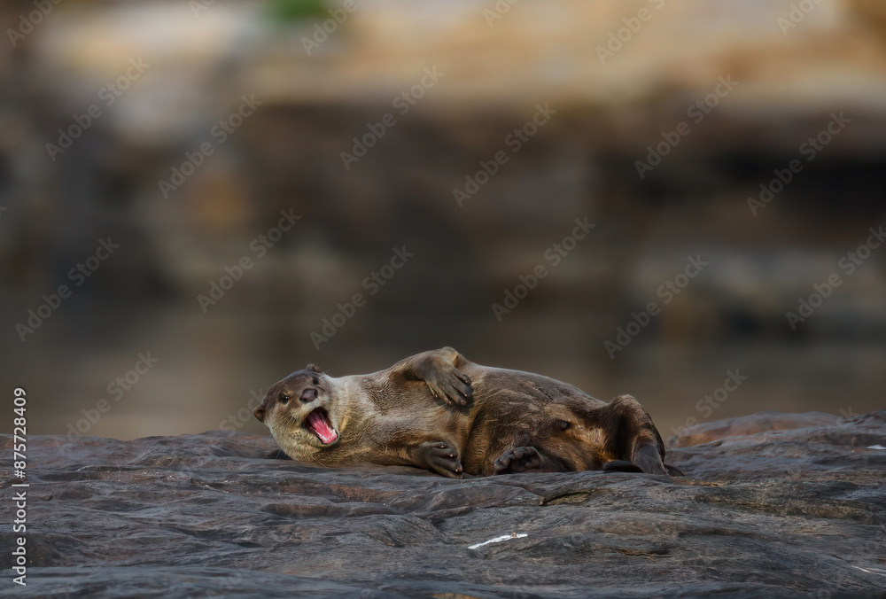 Smooth-coated Otter is a freshwater otter species from regions of South ...