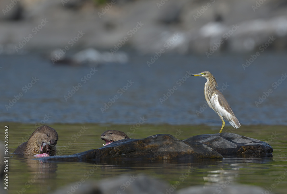 Smooth-coated Otter is a freshwater otter species from regions of South ...