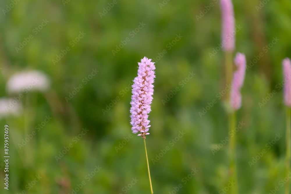 Beautiful flowers of Bistorta officinalis in the Tatra Mountains ...
